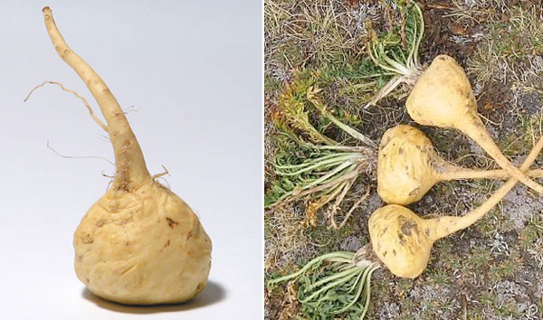 The Miracle of Maca - Organic Spa Magazine