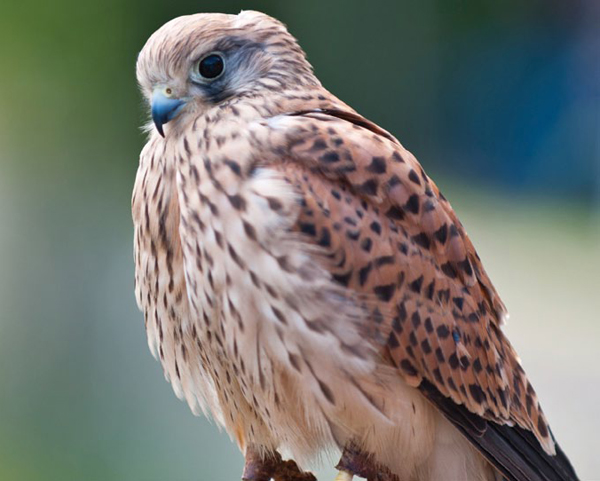 Hawk Walking · Organic Spa Magazine