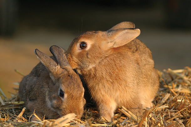 The Clever Rabbit | Organic Spa Magazine