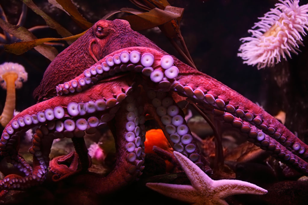 Octopus Intelligence: State of the Ark -- Organic Spa Magazine